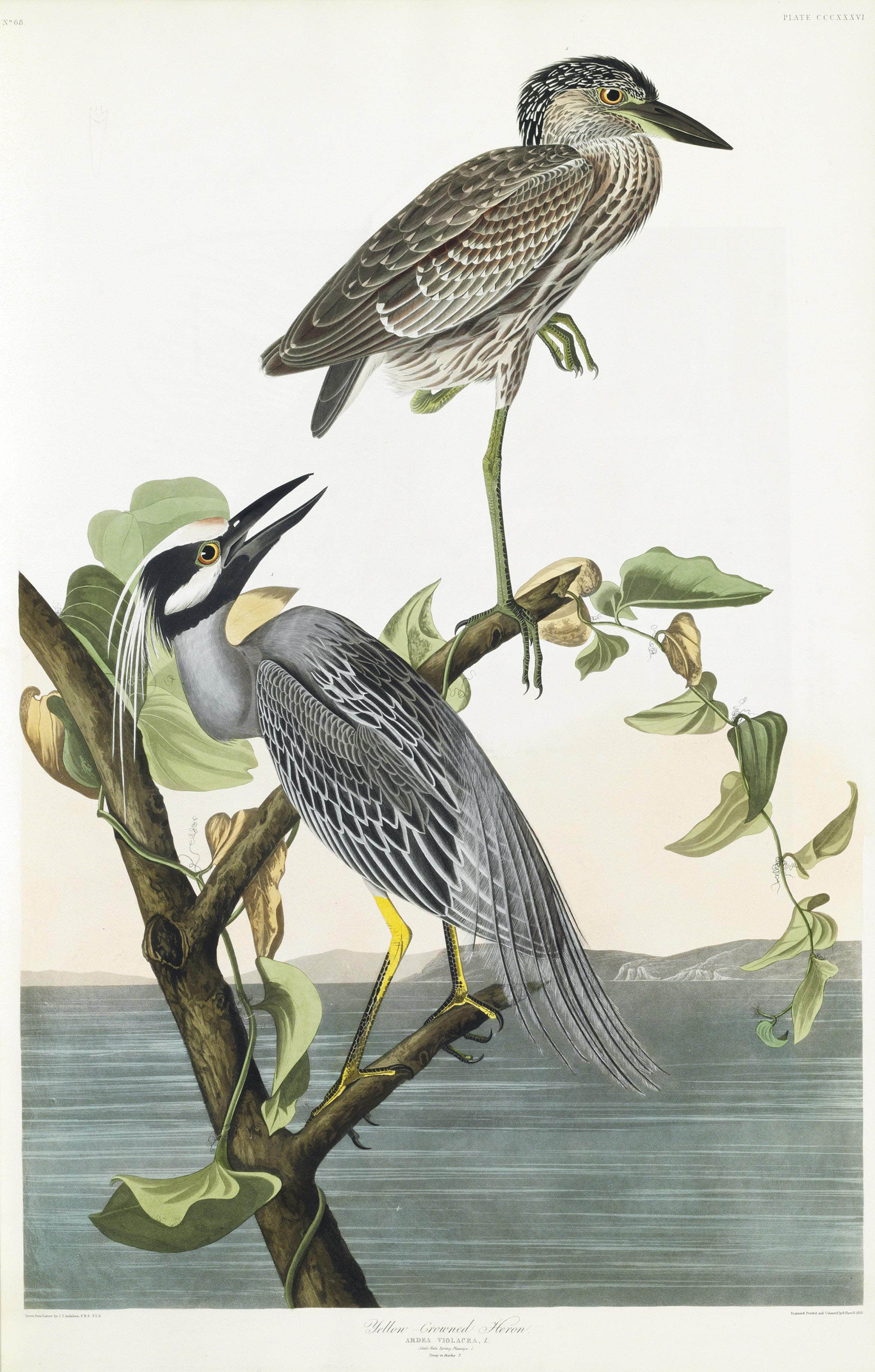 AUDUBON, John James (1785-1851). The Birds of America; from Original ...