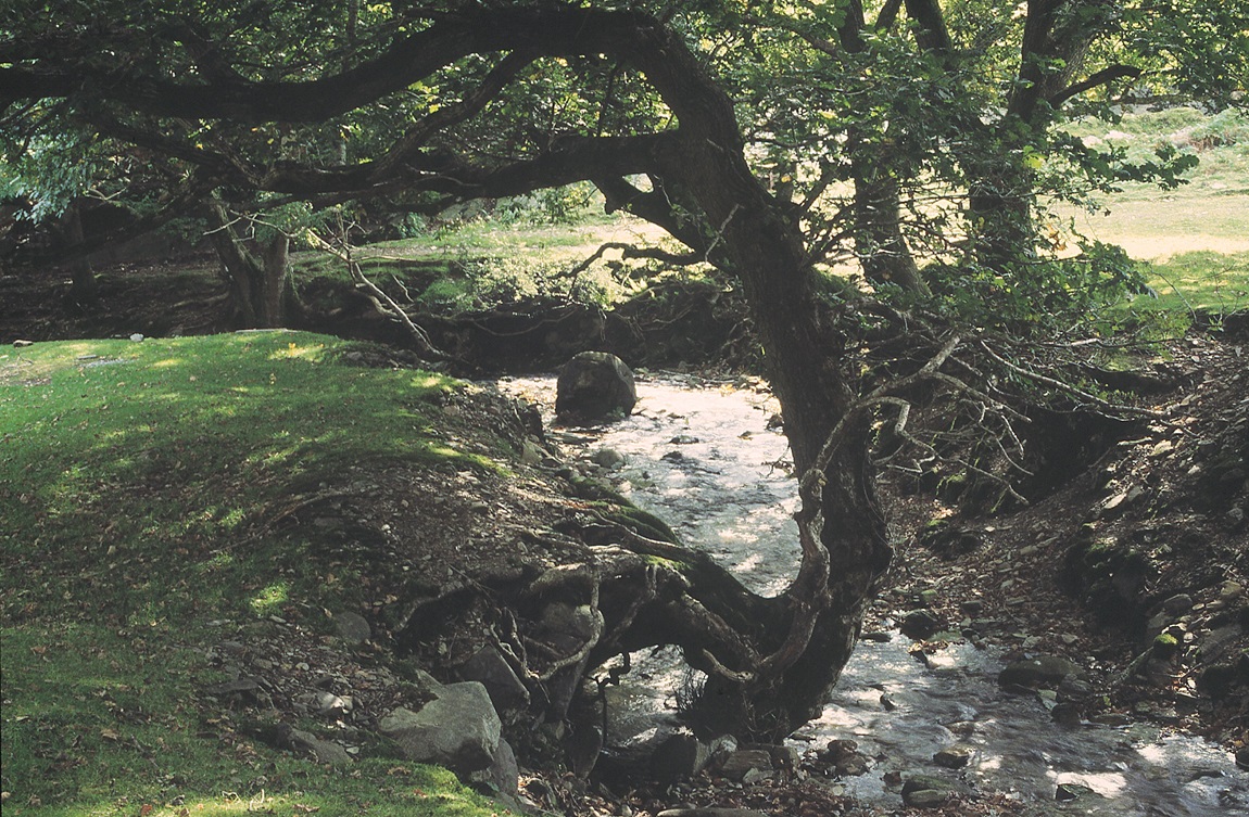 From the archives: The mystery of the ‘free-range sculpture’ that ...