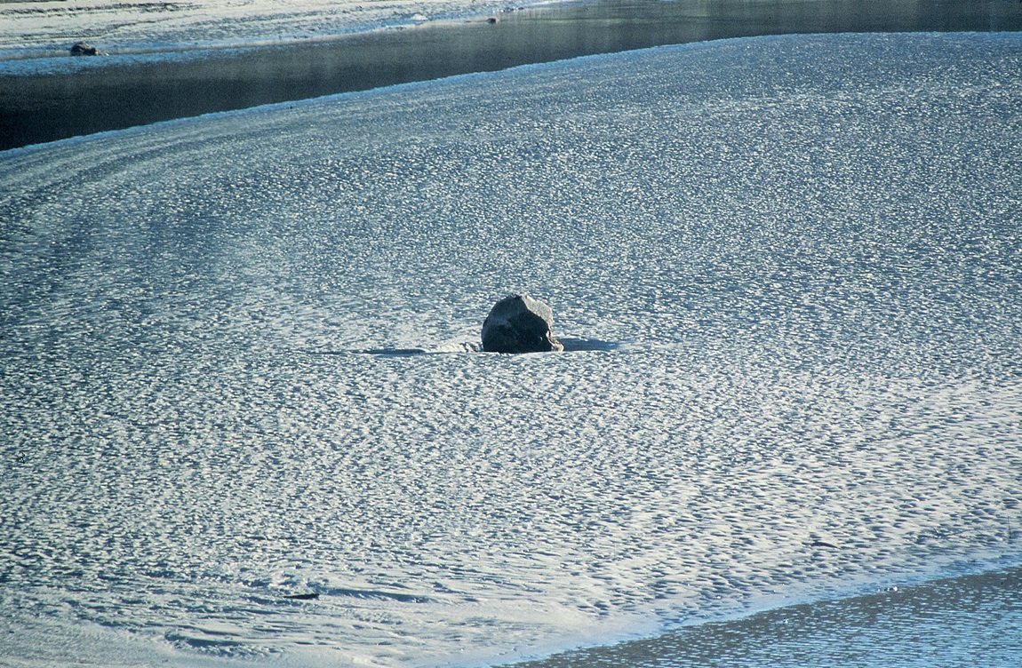 From the archives: The mystery of the ‘free-range sculpture’ that ...