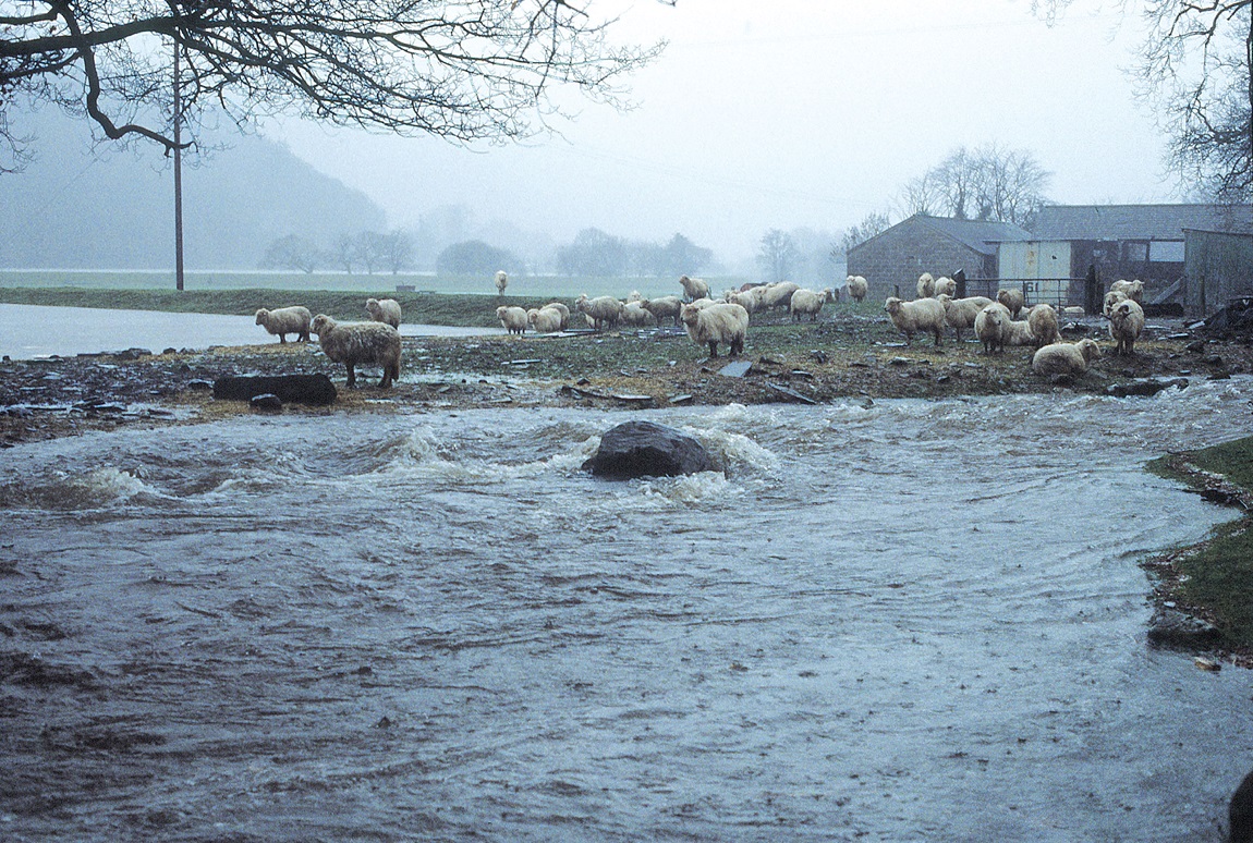 From the archives: The mystery of the ‘free-range sculpture’ that ...