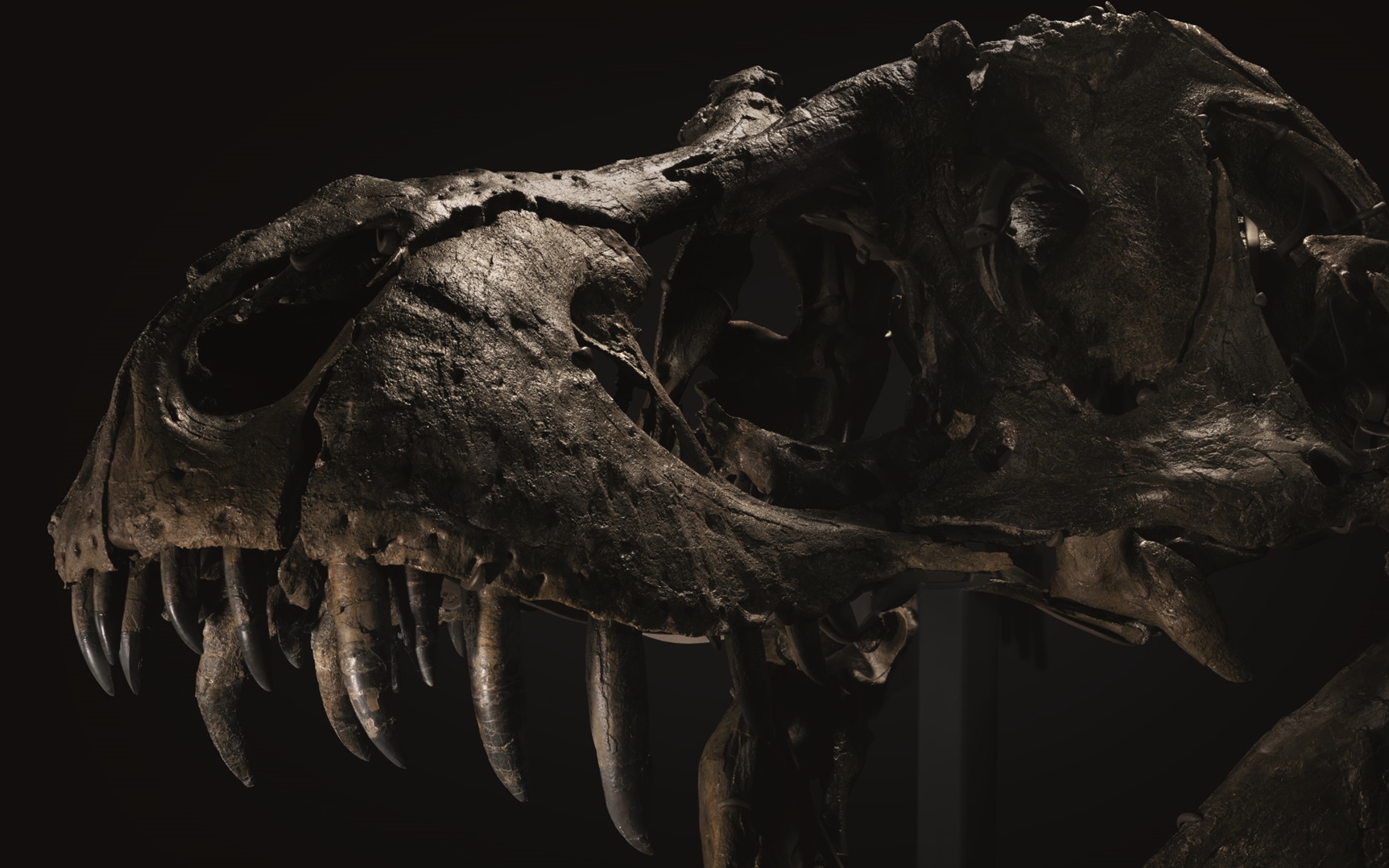 Christies - Dinosaurs collecting guide