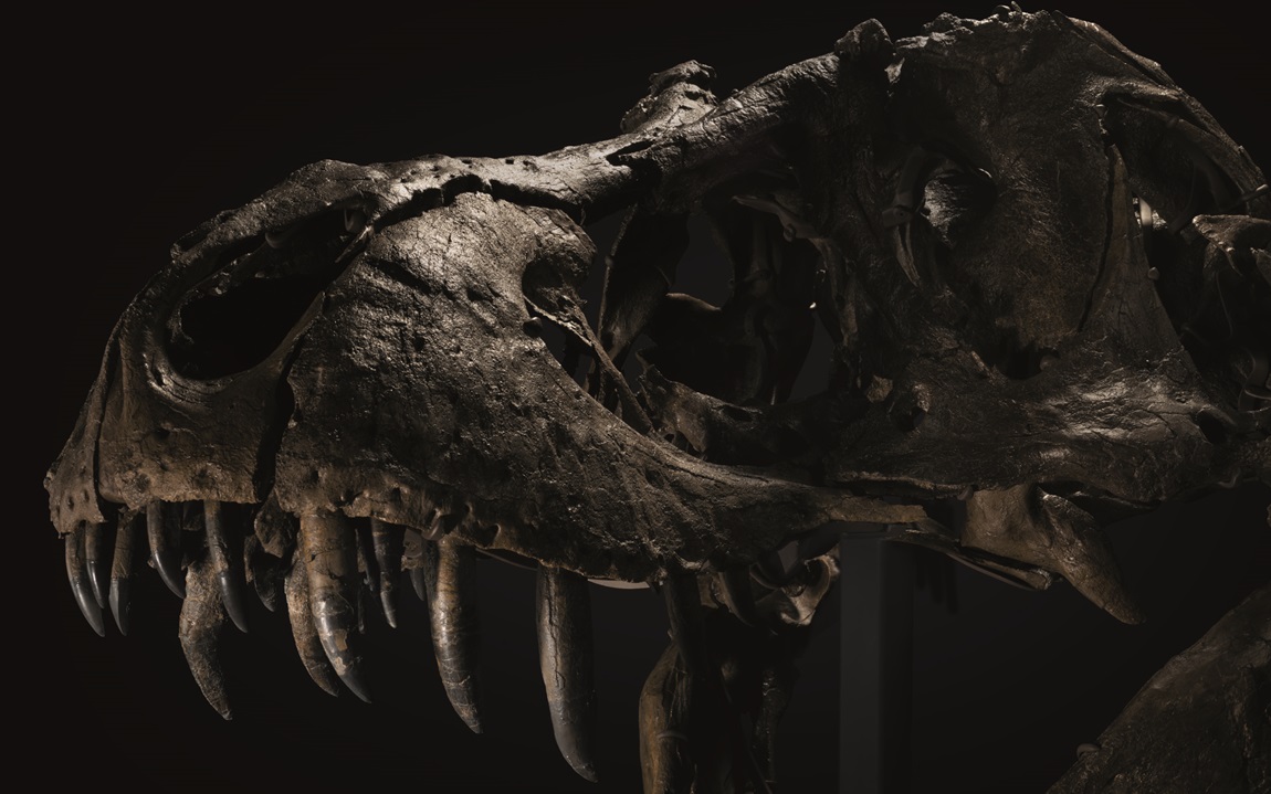 Christies - Dinosaurs collecting guide