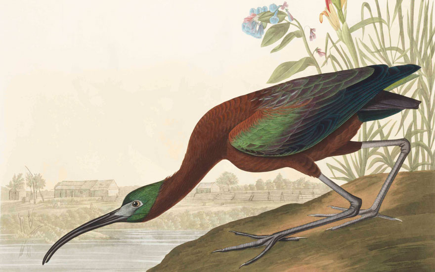 ‘Citizens of the feathered tribe’ — Audubon’s The Birds of America ...