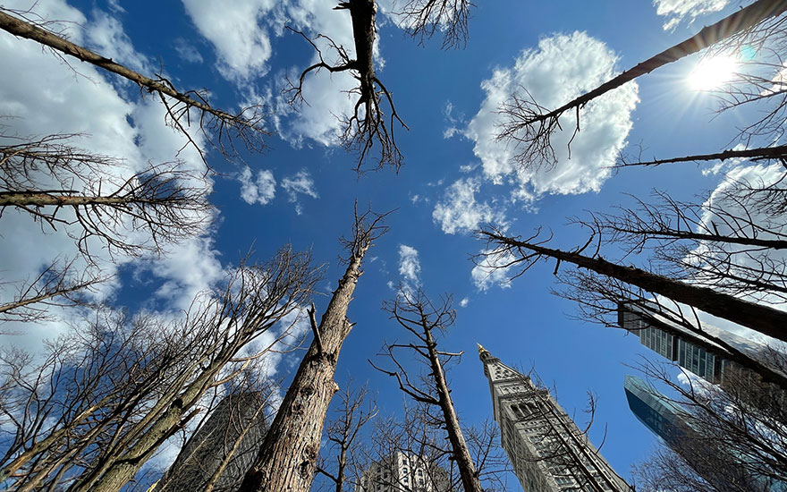 Eight leading artists championing sustainability | Christie's