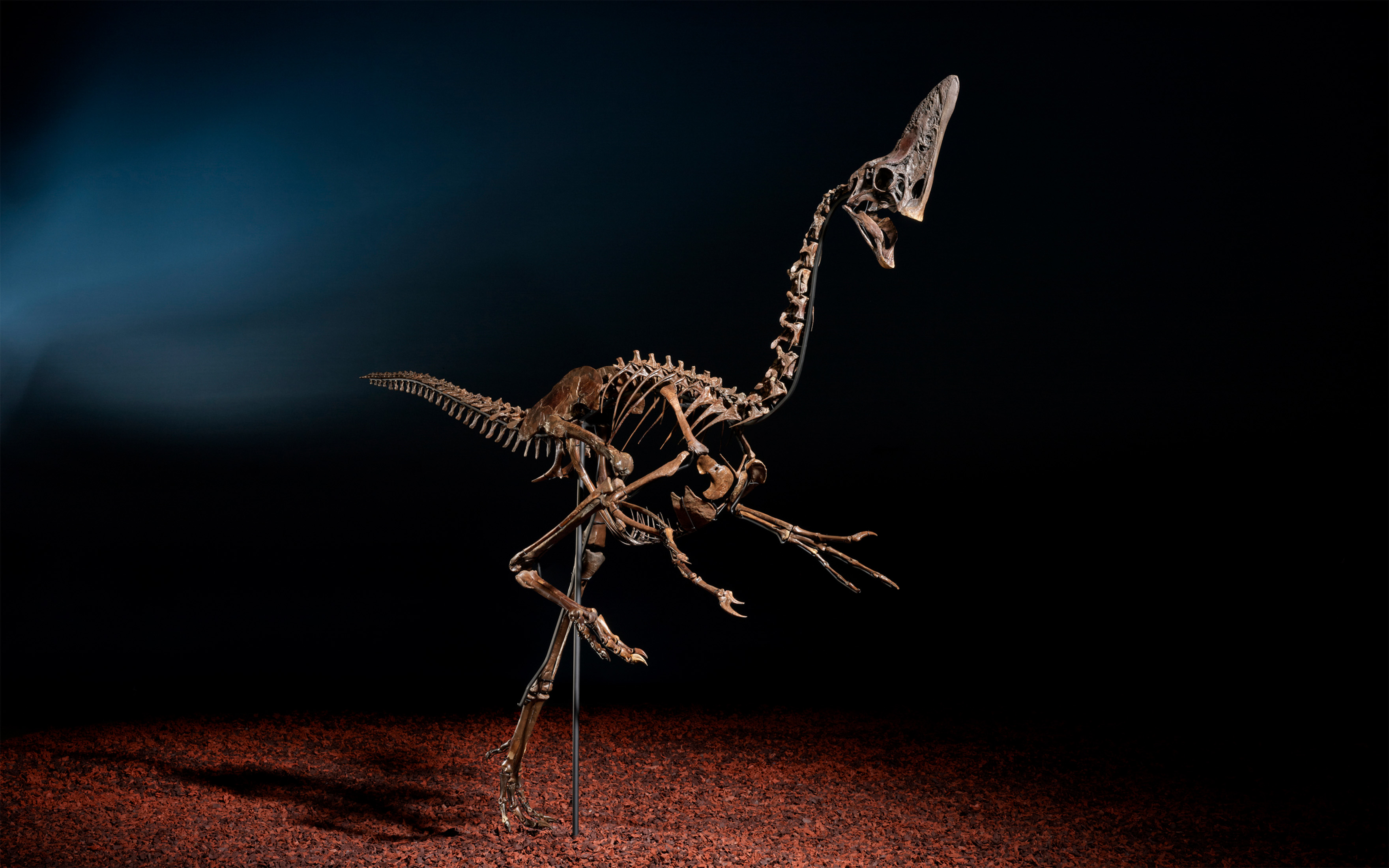 Spike: an Oviraptorosaur fossil dinosaur skeleton | Christie's