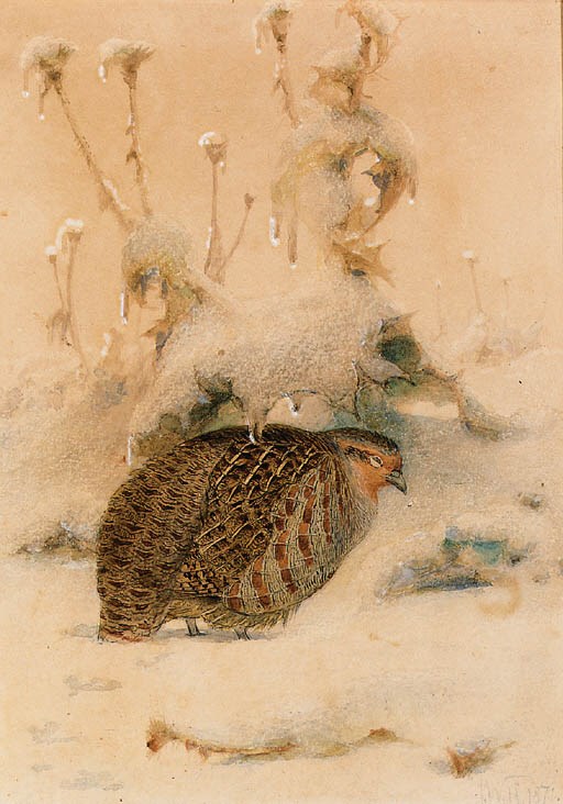 Joseph Wolf (1820-1899) , A Grey Partridge resting under a snowy Bough ...