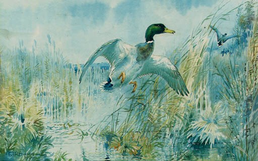 Eric Ennion (1900-1981) , Mallard rising in the Reeds | Christie's