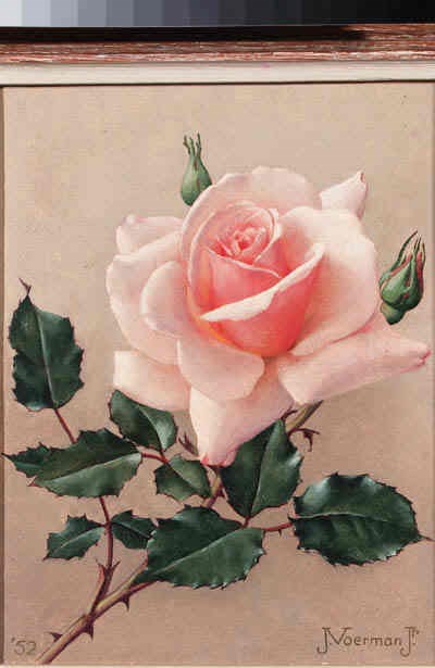 Jan Voerman Jun. (1890-1976) , A pink rose | Christie's