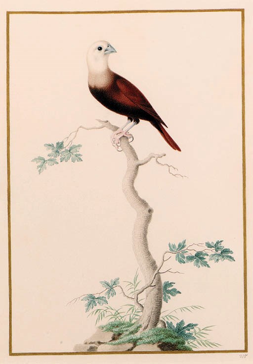 Nicolas Robert (1614-1685) and studio