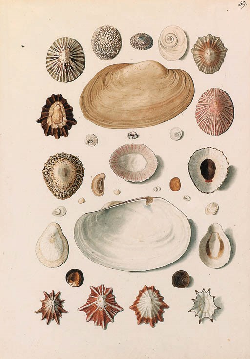 Franz Anton von Scheidl (1731-1801) , Studies of South African Patella ...