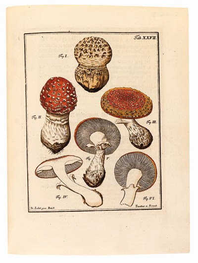 JACOB CHRISTIAN SCHAEFFER (1718-1790) | Christie's