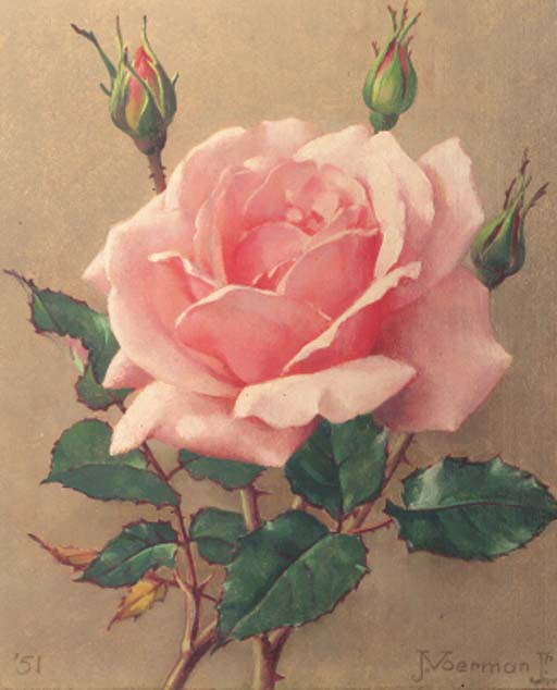 Jan Voerman Jun. (1890-1976) , A pink rose | Christie's