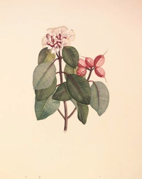 Sir Joseph Banks (1743-1820) | Christie's