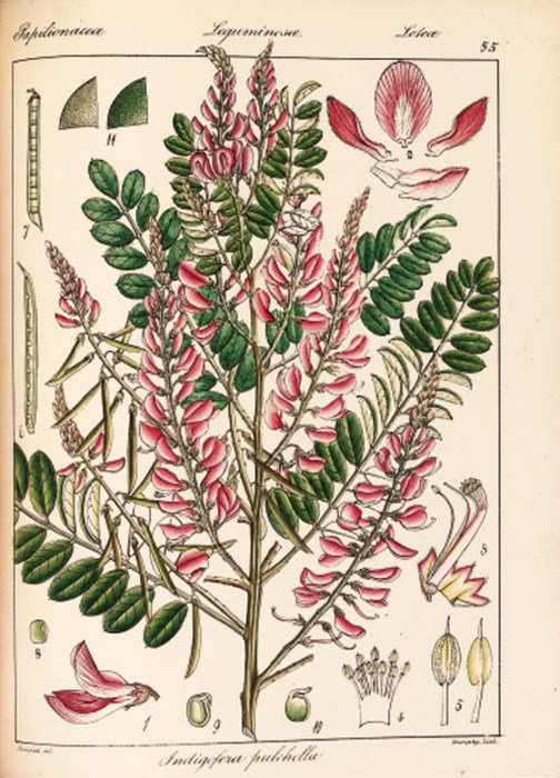 Robert Wight (1796-1872)