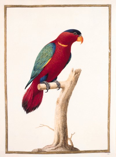 Nicolas ROBERT (1614-1685) or studio | Christie's