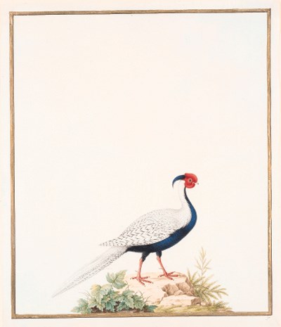 Nicolas ROBERT (1614-1685) or studio | Christie's