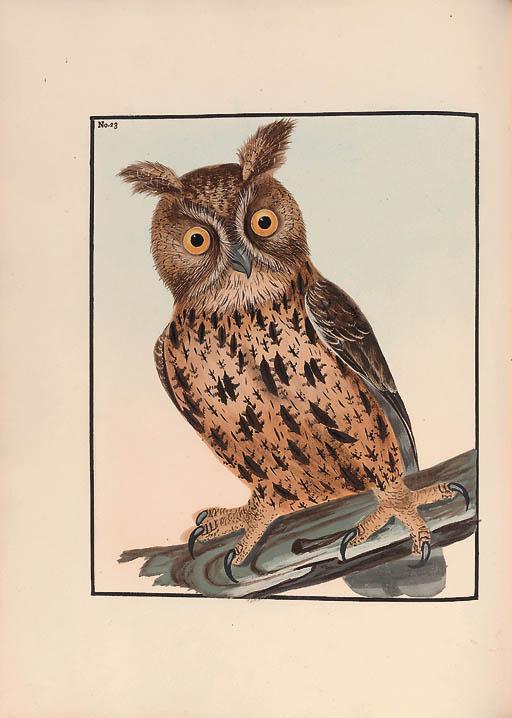 William Lewin (1747-1795)