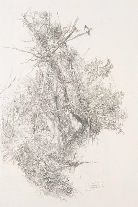 Raymond Harris-Ching (B.1935), new zealander , North Auckland Forest ...