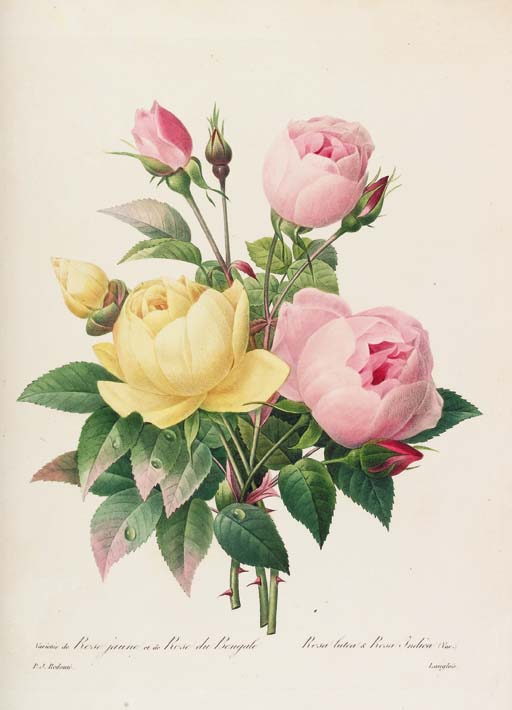 Pierre Joseph Redoute (1759-1840).