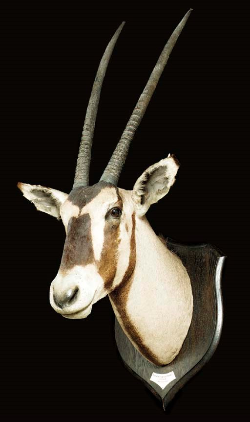 A FINE ORYX TROPHY | Christie's