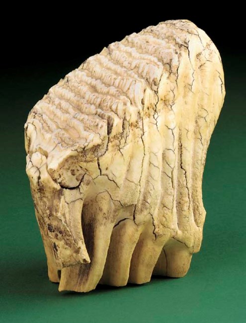 A large specimen of mammoth tooth,