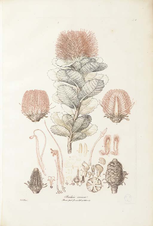 BAUER, Ferdinand (1760-1826). Illustrationes florae Novae Hollandiae ...