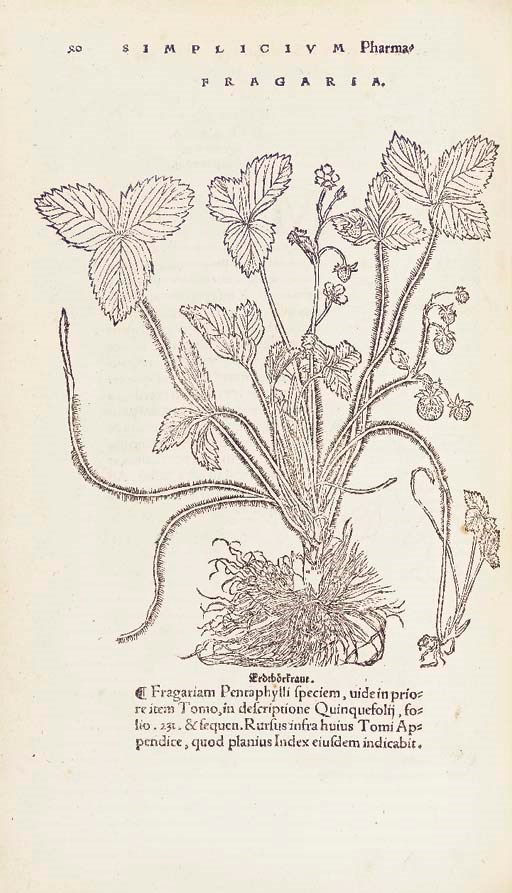 BRUNFELS, Otto (1488-1534). Herbarium tomis tribus. Strassburg: 1532 ...