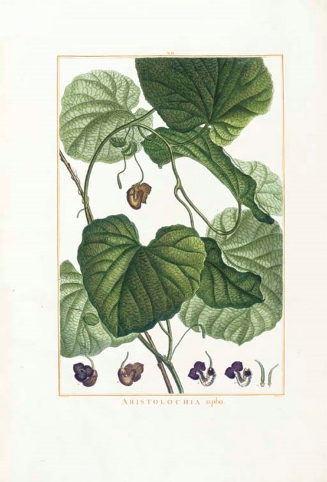 L'HÉRITIER de Brutelle, Charles Louis (1746-1800). Stirpes novae, aut ...