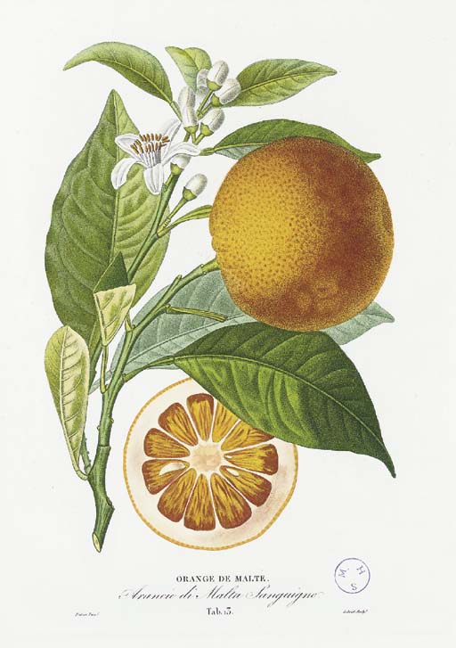 RISSO, Joseph Antoine and Pierre Antoine POITEAU. Histoire naturelle ...