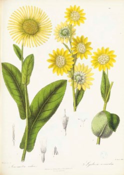 ROYLE, John Forbes (1799-1858). Illustrations of the Botany and other ...