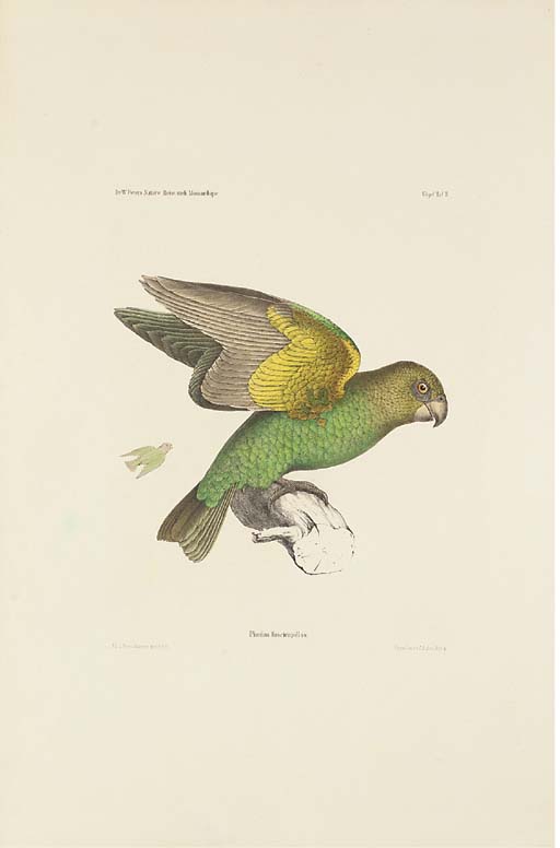 PETERS, Wilhelm Carl Hartwig (1815-1883). Naturwissenschaftliche Reise ...