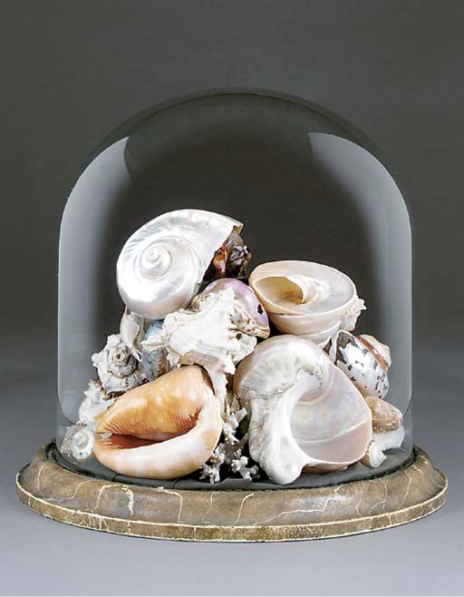A collection of specimen sea shells | Christie's