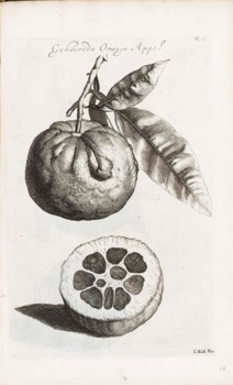 CAUSE, Hendrik (1648-1699). De koninglycke Hovenier aanwyzende de ...