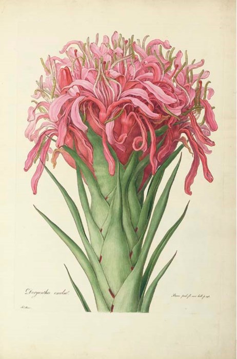 BAUER, Ferdinand Lukas (1760-1826). Illustrationes florae Novae ...