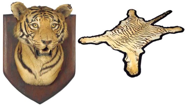 A MOUNTED TIGERS HEAD AND SKIN