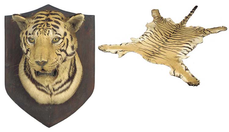 Mounted Tiger Head