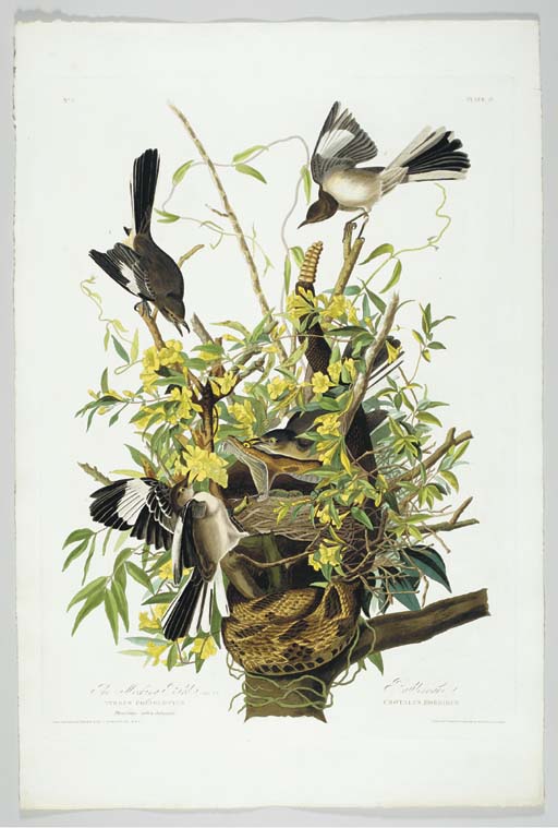 The Mocking Bird (Plate 21)Northern Mockingbird, Mimus ...