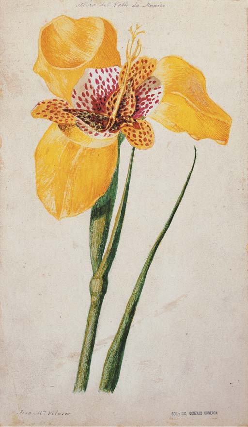 Jose Maria Velasco (Mexican 1840-1912)