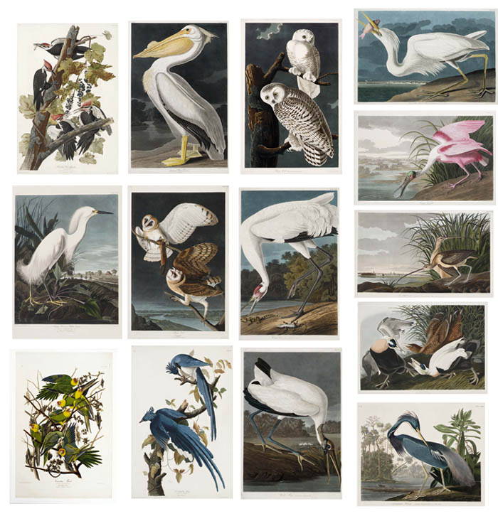 AUDUBON, John James (1785-1851). The Birds of America; from Original ...