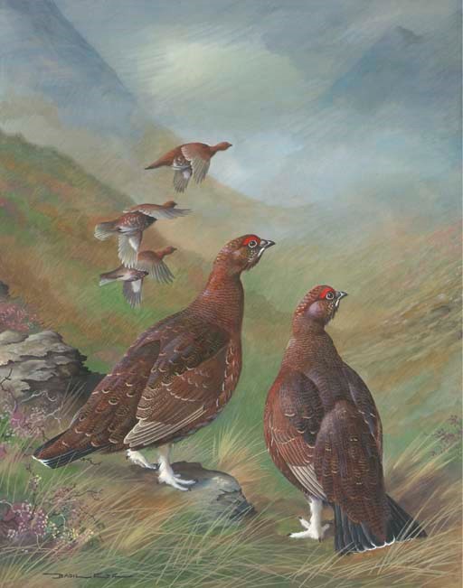 Basil Ede (British, b. 1931) , Lagopus scoticus - Red Grouse in a ...