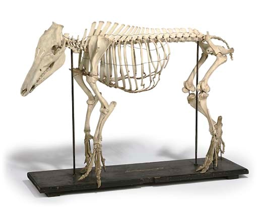 An early 20th-Century Sus scrofa (wild boar) skeleton, | Christie's