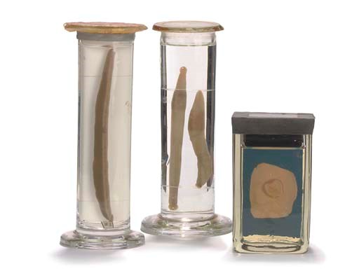 Two fluid-preserved specimens of leeches, | Christie's