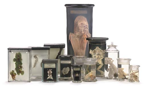 Thirteen various fluid-preserved specimens,