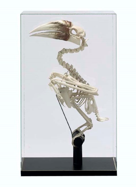 A fine Aceros undulatus Wreathed hornbill skeleton, | Christie's