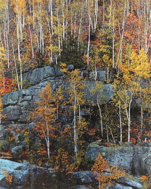 Eliot Porter (1901-1990) , Birch Trees on Cliff no. 3, 1963; and ...