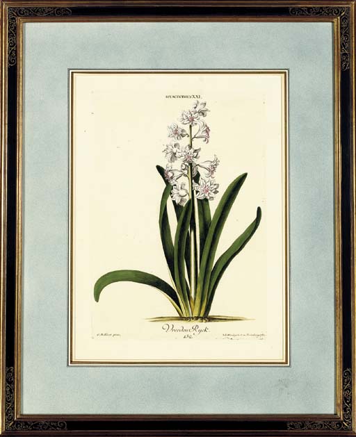 Christopher Jakob Trew (1695-1769) and one After Georg Dionysius Ehret ...