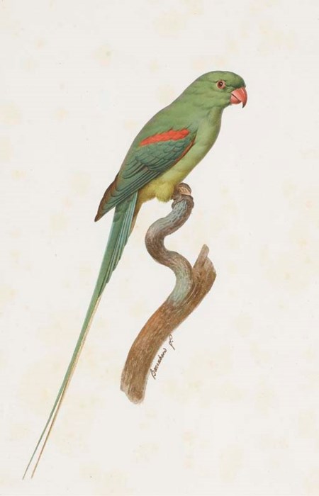 BARRABAND, Jacques (1767/67-1809). Perruche alexandre, femelle ...