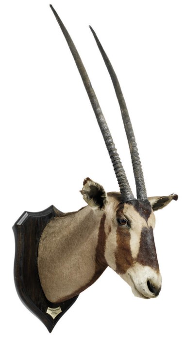 A FINE ORYX TROPHY | Christie's