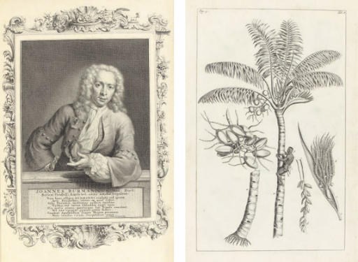 GEORG EBERHARD RUMPF (1628-1702) , GEORG EBERHARD RUMPF (1628-1702 ...