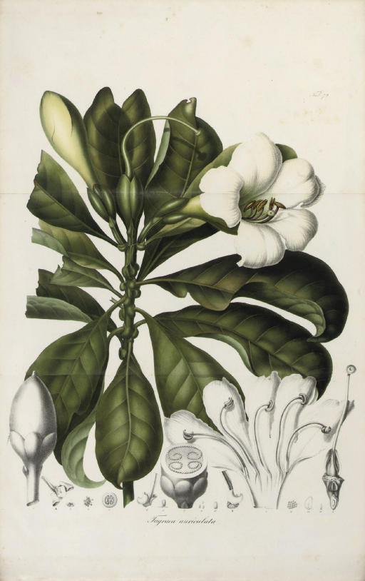 KARL LUDWIG BLUME (1796-1862)